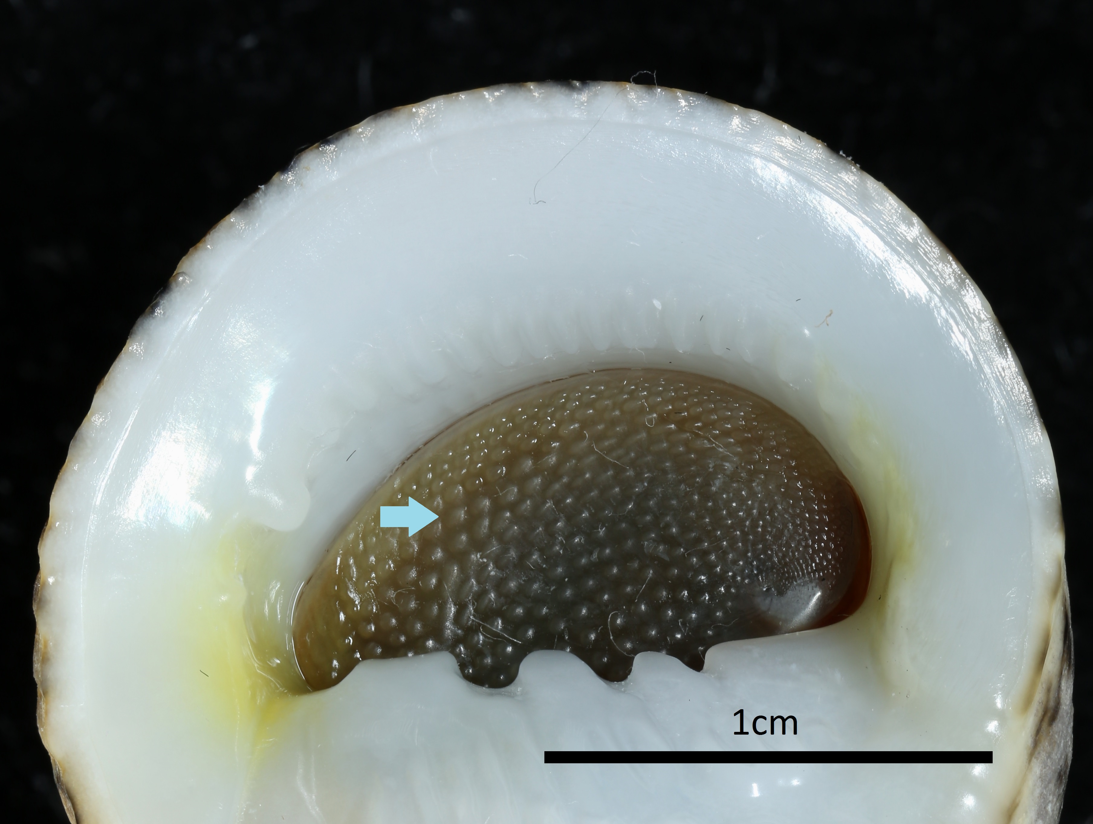 taxo4254 - Nerita undata